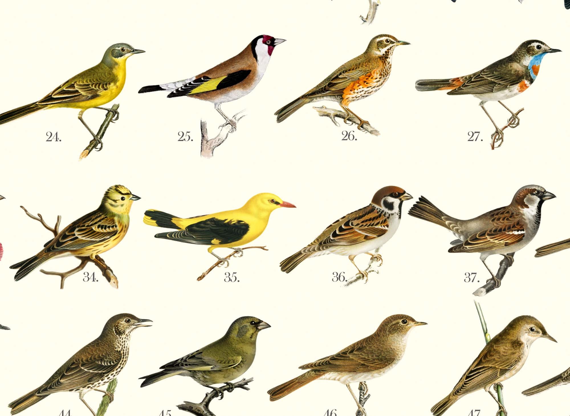 Scandinavian Birds Poster | Ornitology Poster | High Res Digital ...