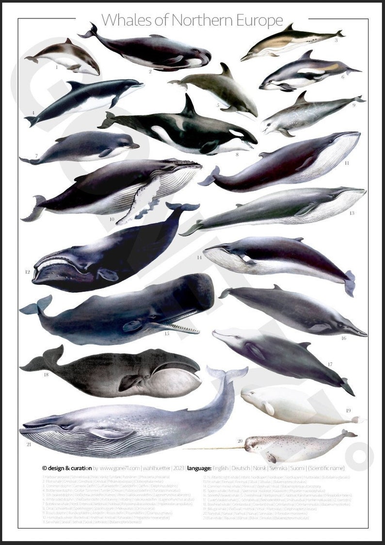 Whales of Northern Europe / Scandinavia | Poster - Etsy