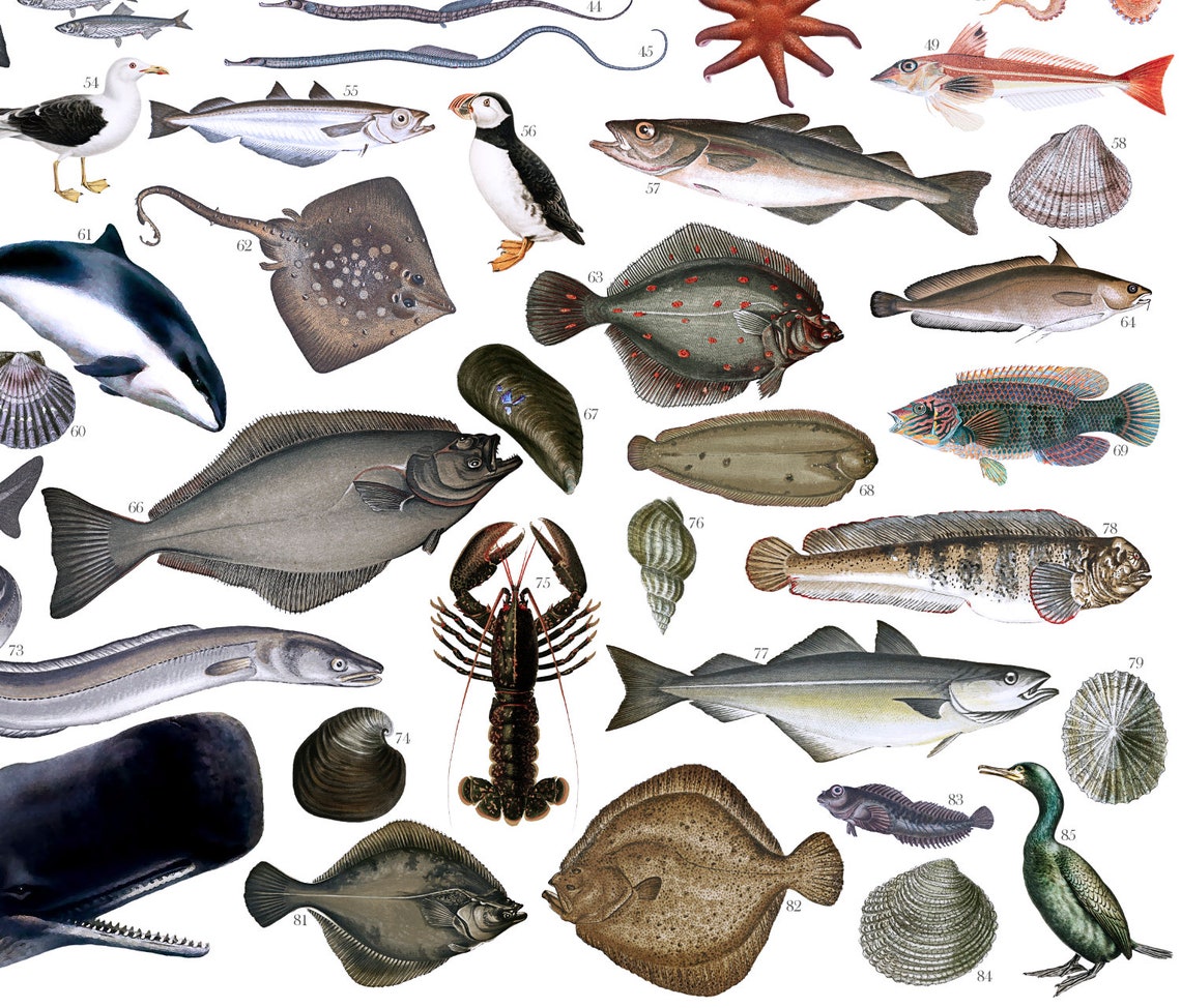 Marine Life in Norway - Etsy