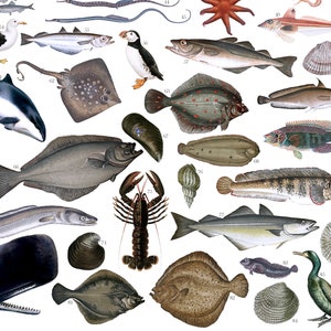 Marine Life in Norway - Etsy