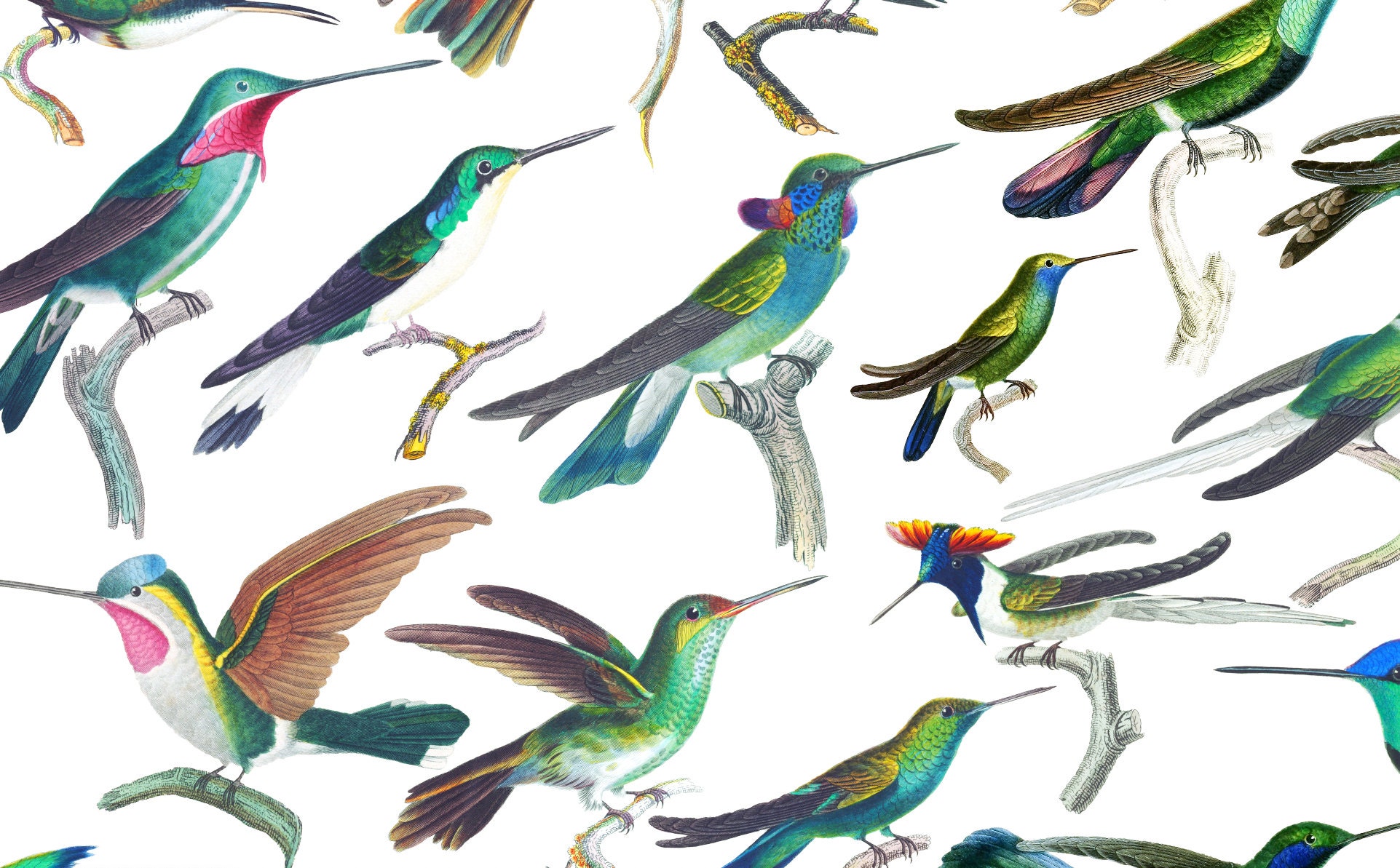 Colibris | Hummingbirds | Trochilidae: (digital Poster) | DIN A1 ...