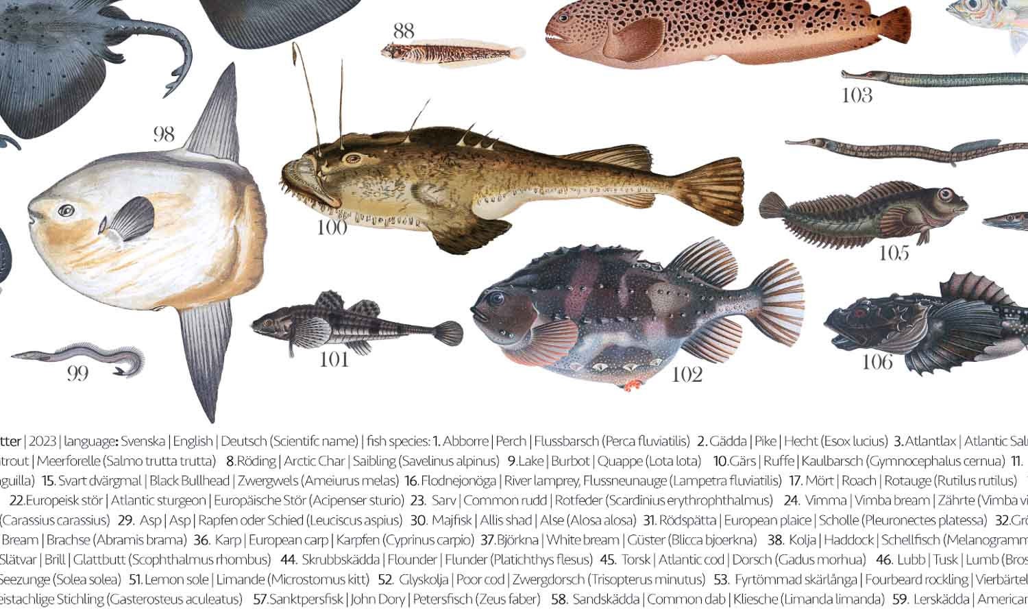 Skandinaviska Fiskar Scandinavian Fish Skandinavische Fische Poster - Etsy