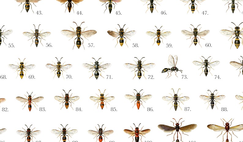 Wasp Poster | Vespidea Illustration | Wasp Illustration (digital Poster ...
