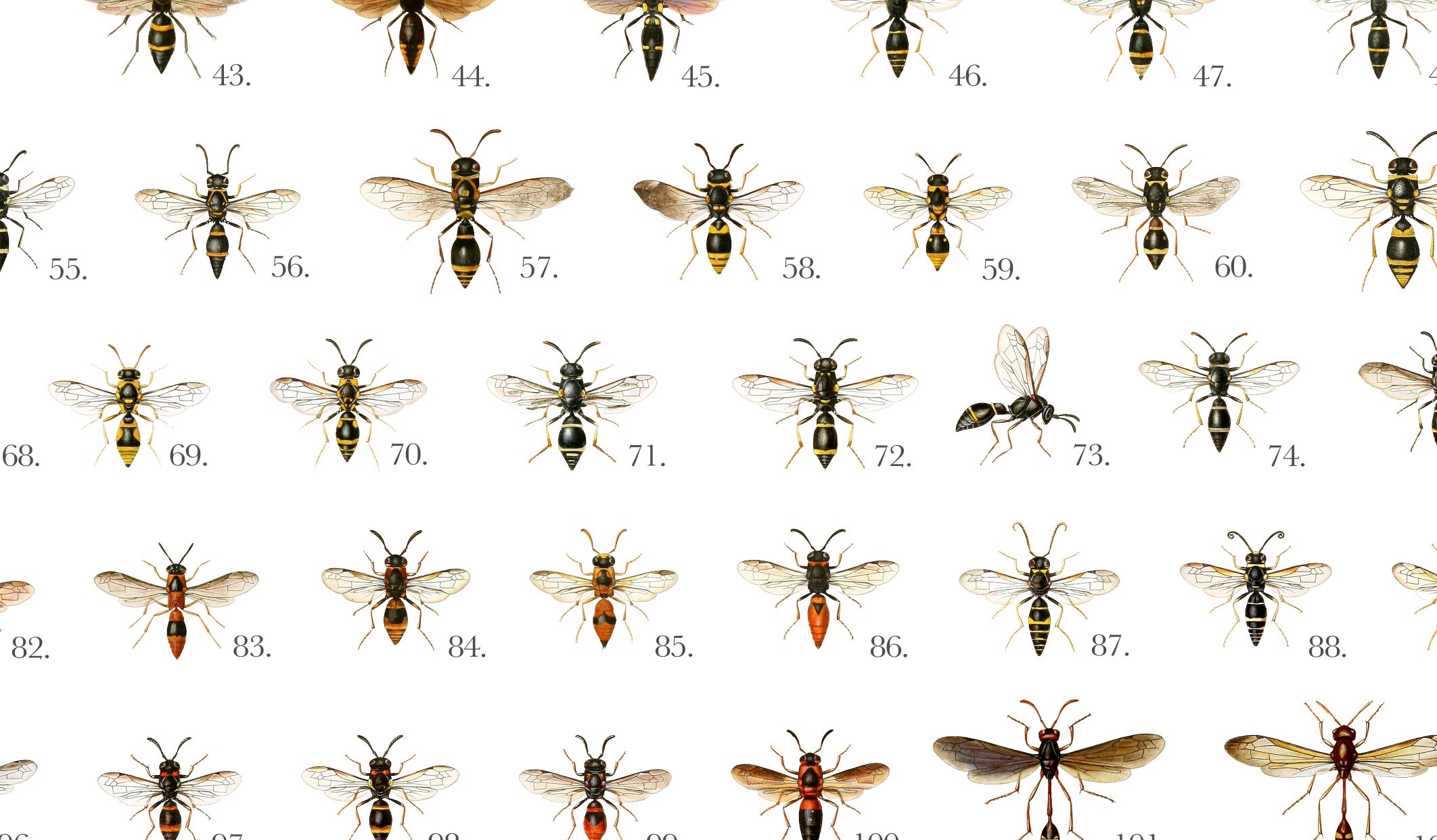 Wasp Poster | Vespidea Illustration | Wasp Illustration (digital Poster ...