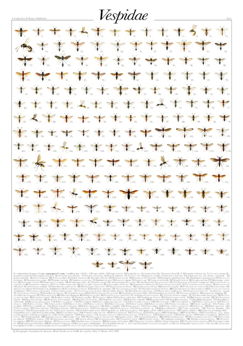 Wasp Poster | Vespidea Illustration | Wasp Illustration (digital Poster ...