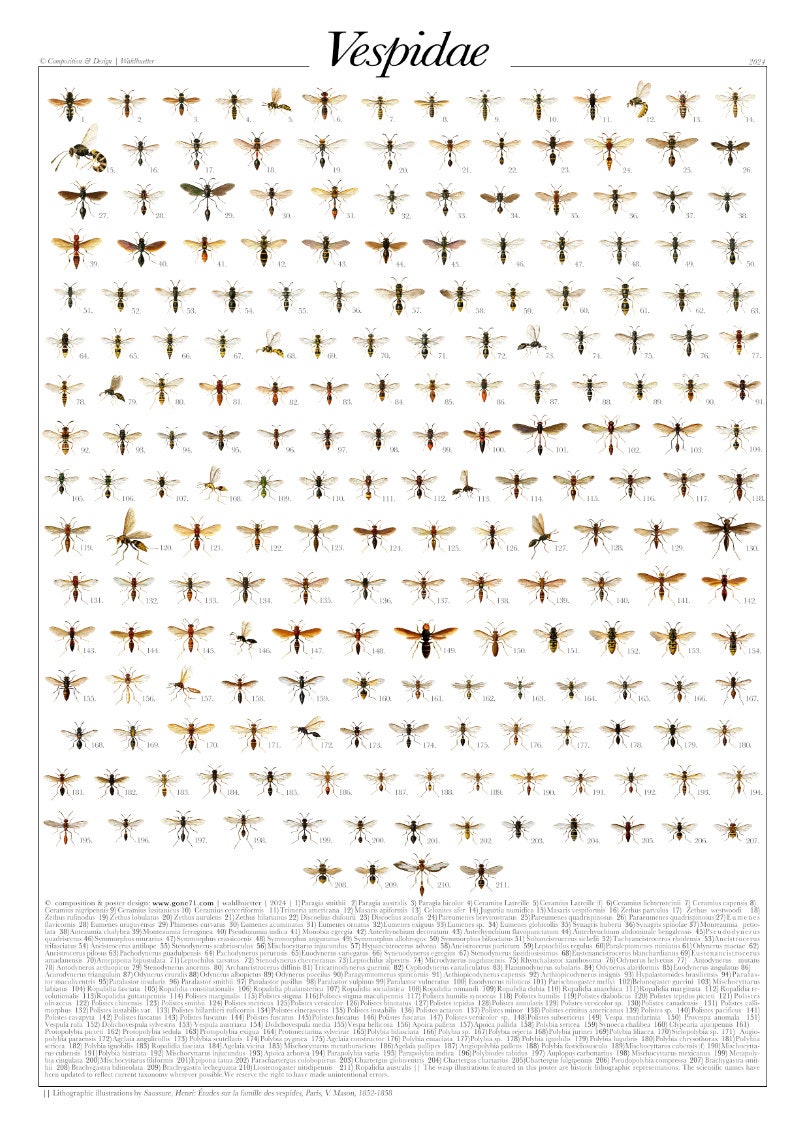 Wasp Poster | Vespidea Illustration | Wasp Illustration (digital Poster ...