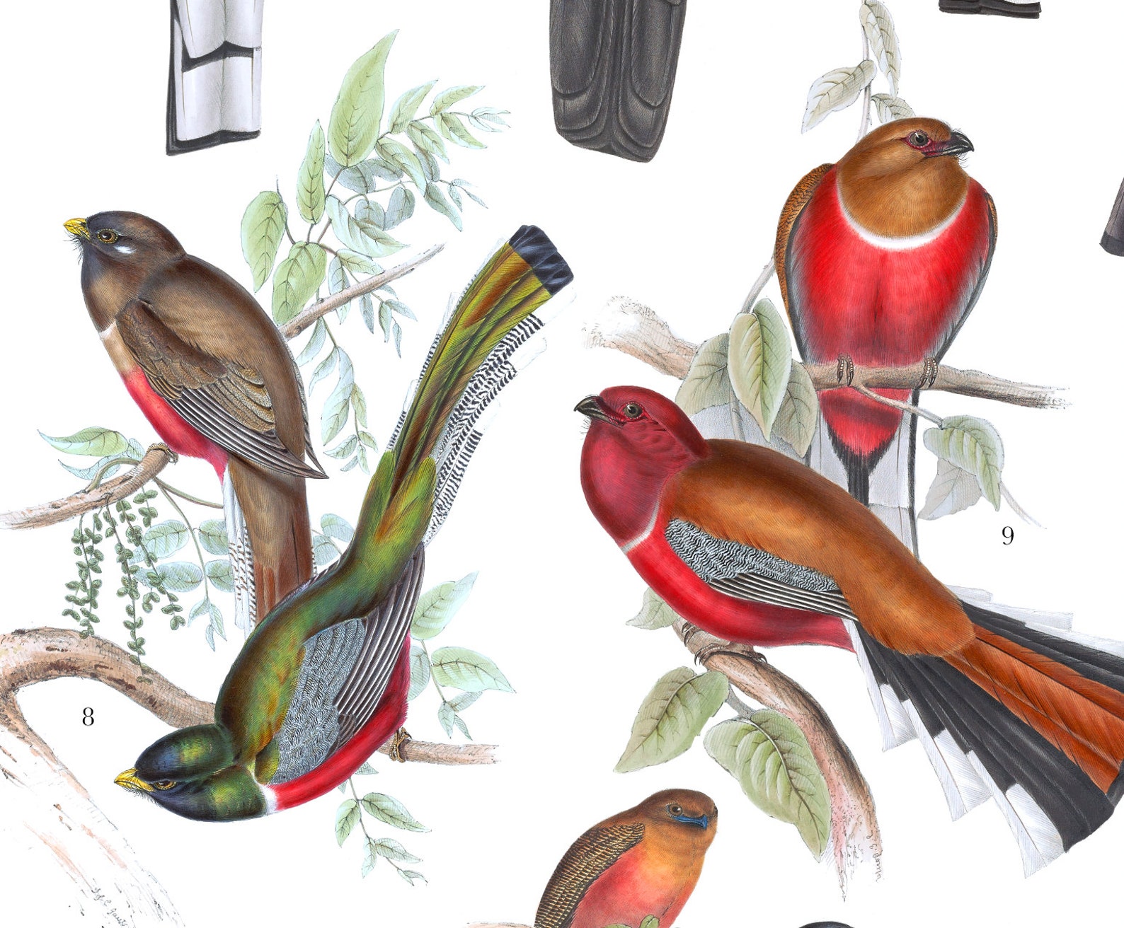 Trogonidae | Trogons & Quetzals | Bird Poster | Ornithology | Birds of ...