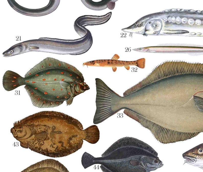 Skandinaviska Fiskar | Scandinavian Fish | Skandinavische Fische ...