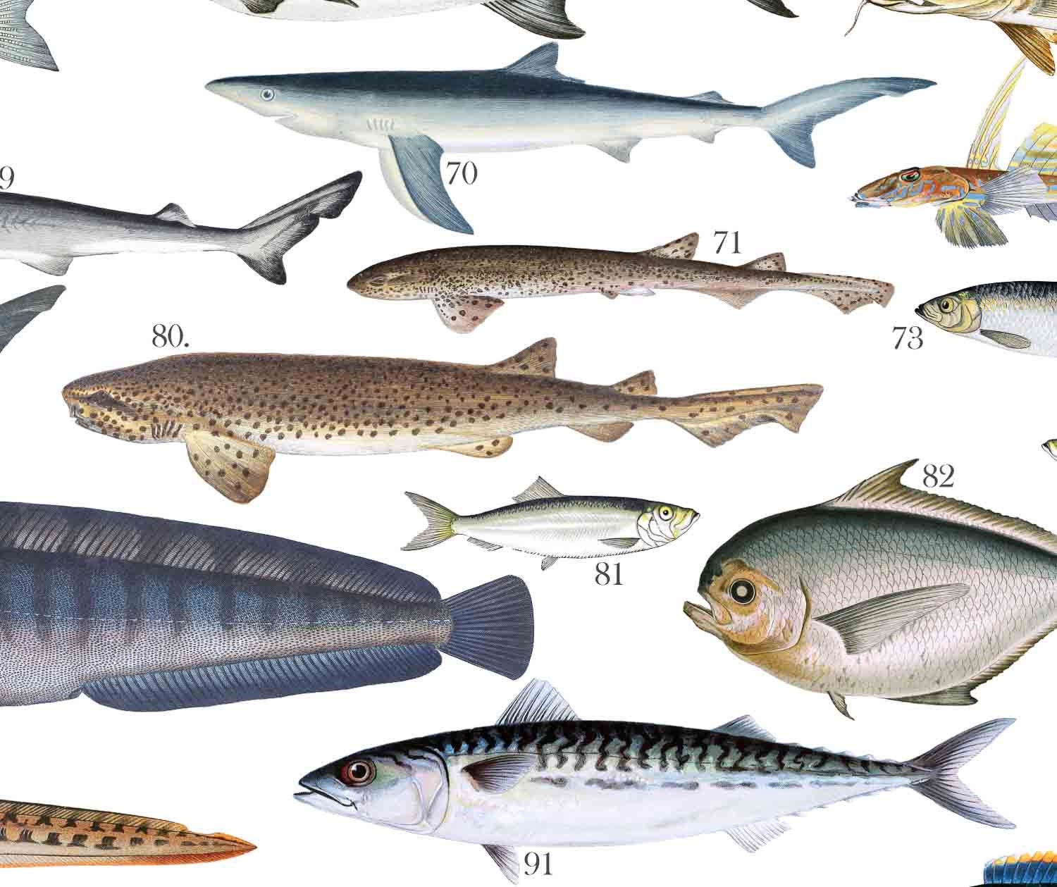 Skandinaviska Fiskar | Scandinavian Fish | Skandinavische Fische ...