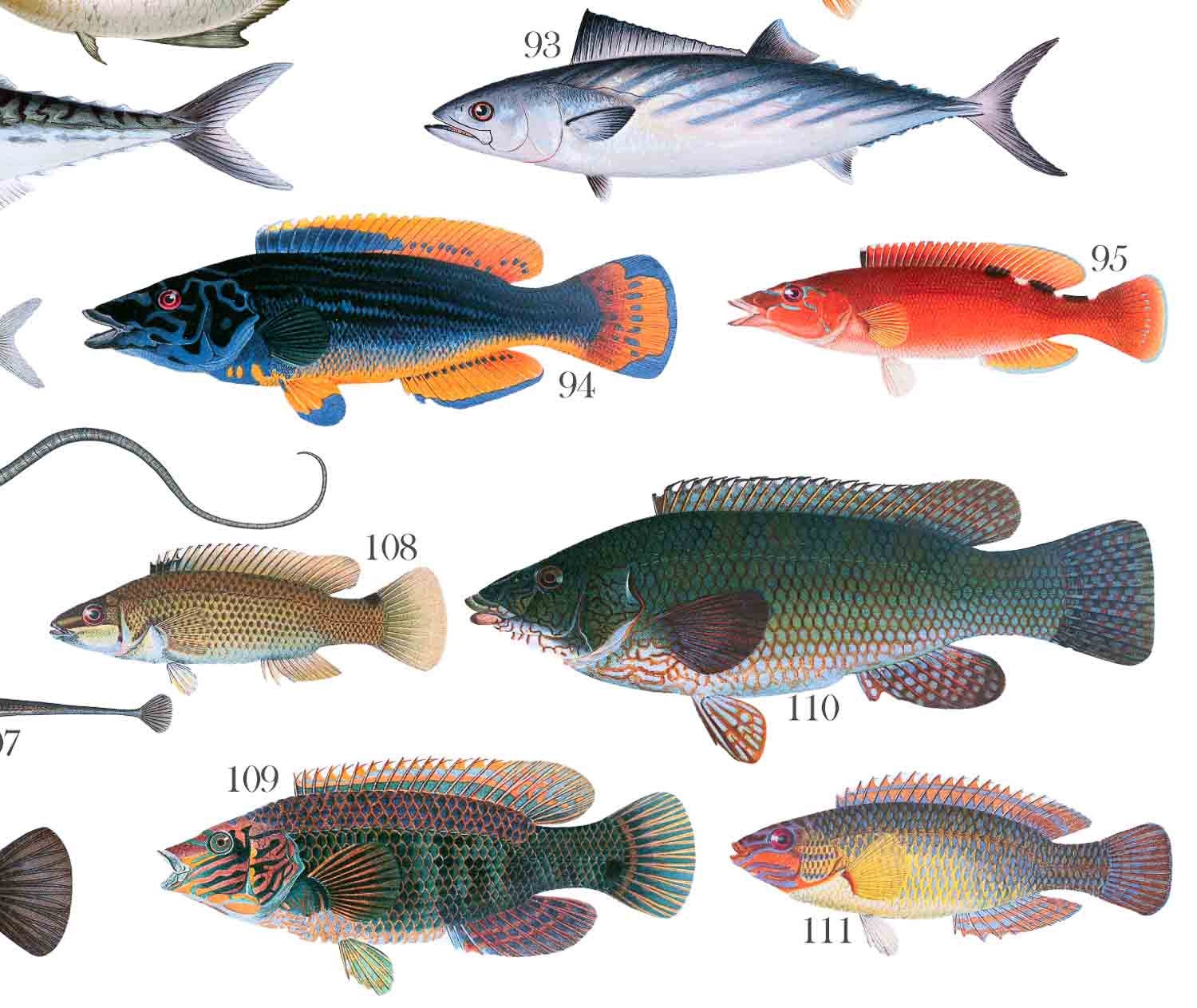 Skandinaviska Fiskar | Scandinavian Fish | Skandinavische Fische ...