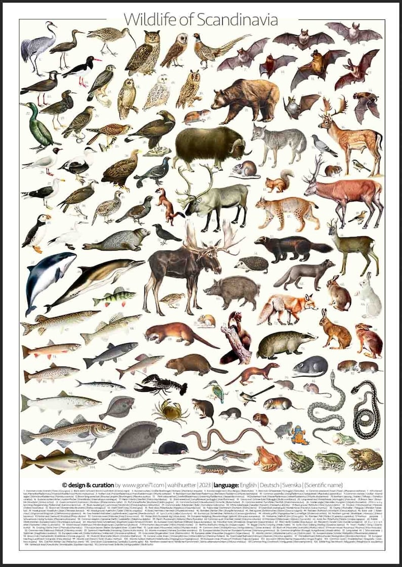 Scandinavian Wildlife | Skandinavische Wildtiere | Skandinavisk Vild ...