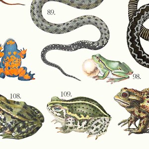 Scandinavian Wildlife | Skandinavische Wildtiere | Skandinavisk Vild ...