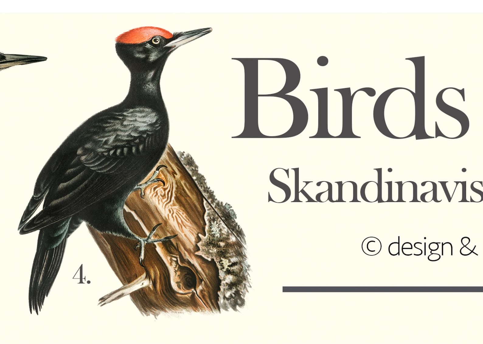 Scandinavian Birds Poster | Ornitology Poster | High Res Digital ...
