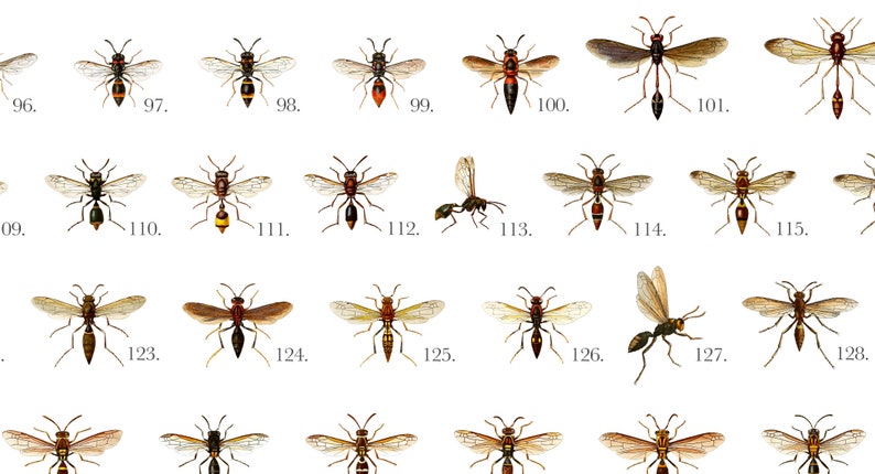 Wasp Poster | Vespidea Illustration | Wasp Illustration (digital Poster ...
