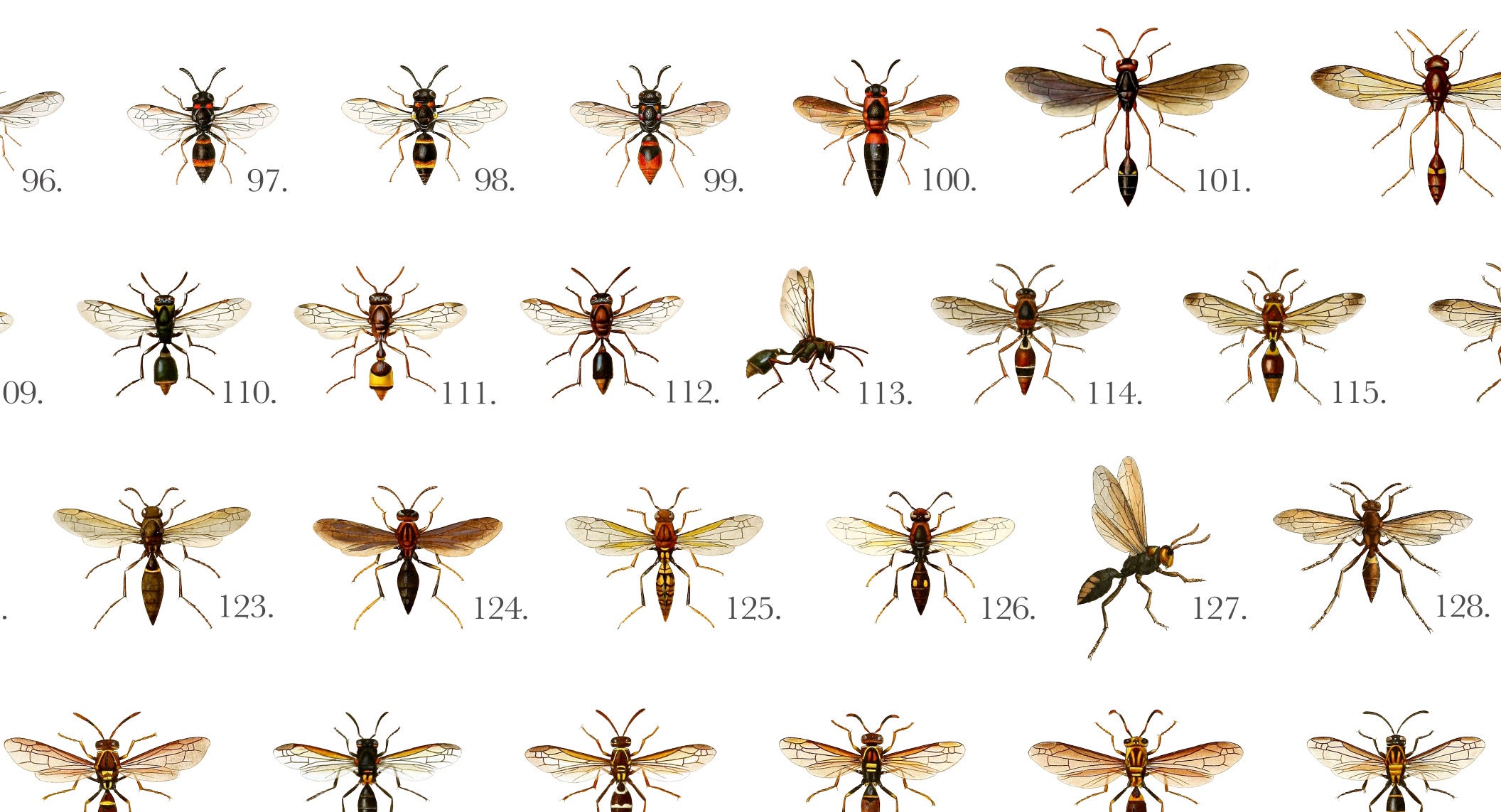 Wasp Poster | Vespidea Illustration | Wasp Illustration (digital Poster ...