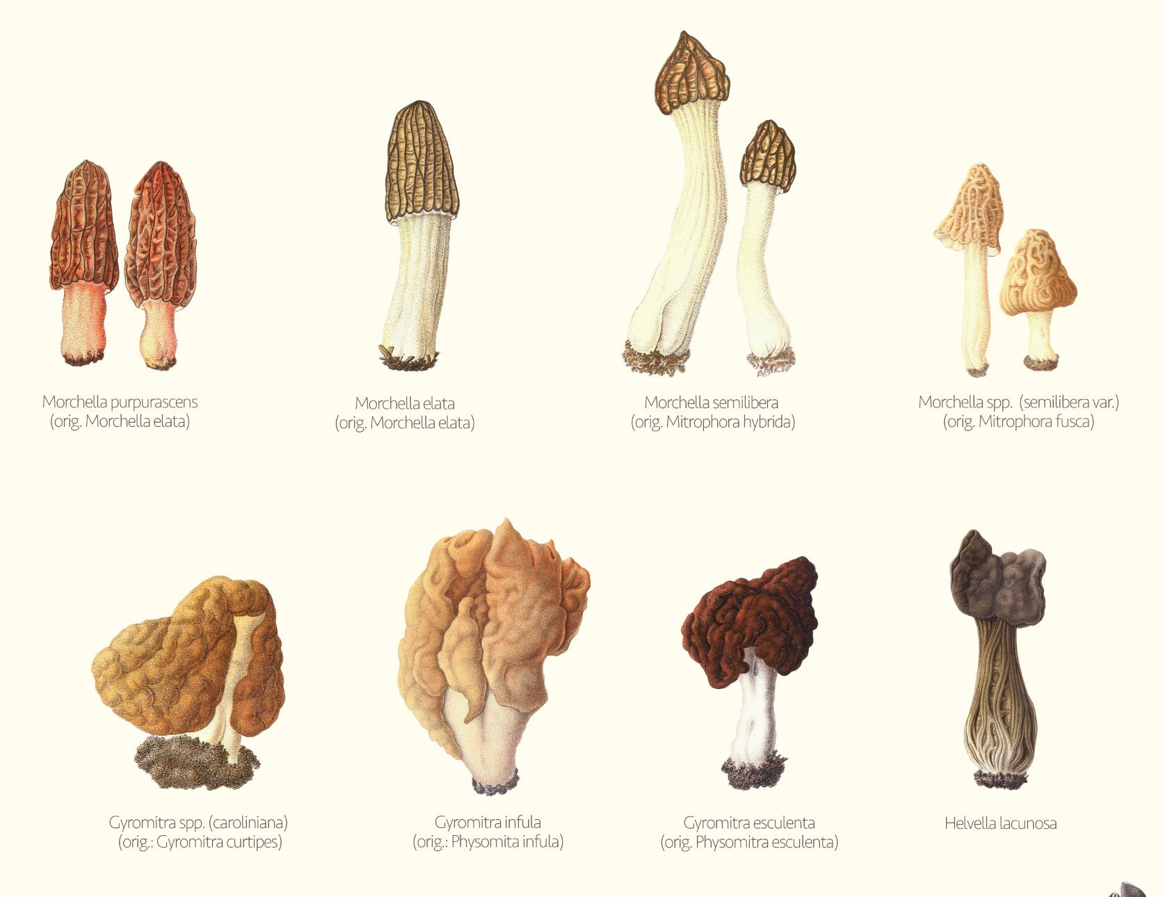 Morels & Co Poster | (morchella, Verpa, Helvella, Gyromitra, Otidea ...