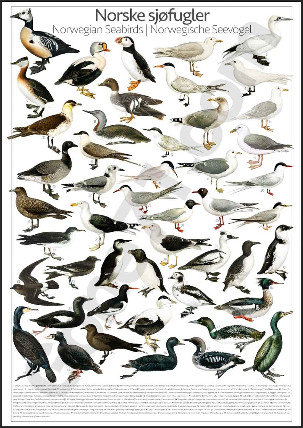 Norwegian Seabirds | Norske Sjøfugler | Norwegische Seevögel - Etsy