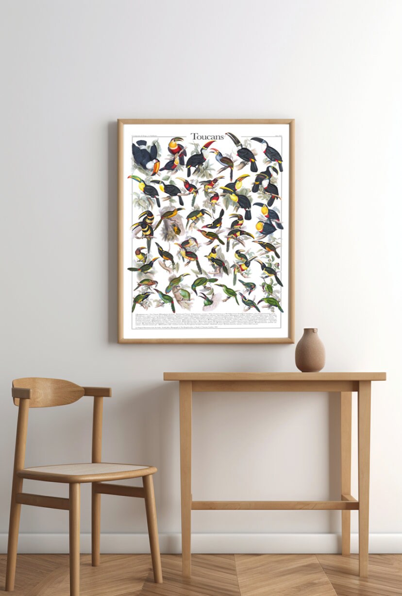 Symphony of Toucans | ramphastidae | Digital Poster | DIN A1 (23.4 X 33 ...