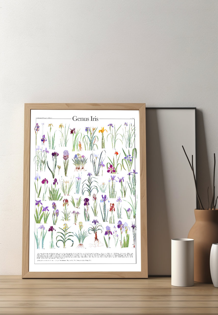 Genus Iris (flowers) | Digital Poster | DIN A1 (23.4 X 33.1 Inches) - Etsy