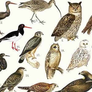 Scandinavian Wildlife | Skandinavische Wildtiere | Skandinavisk Vild ...