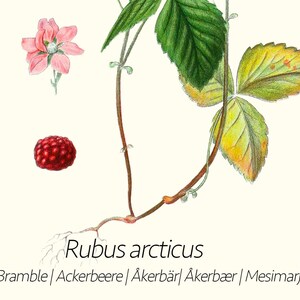 Wild Fruits & Berries of the North (blueberries, Billberries ...