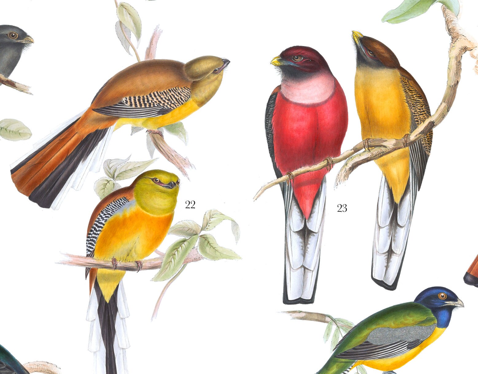 Trogonidae | Trogons & Quetzals | Bird Poster | Ornithology | Birds of ...