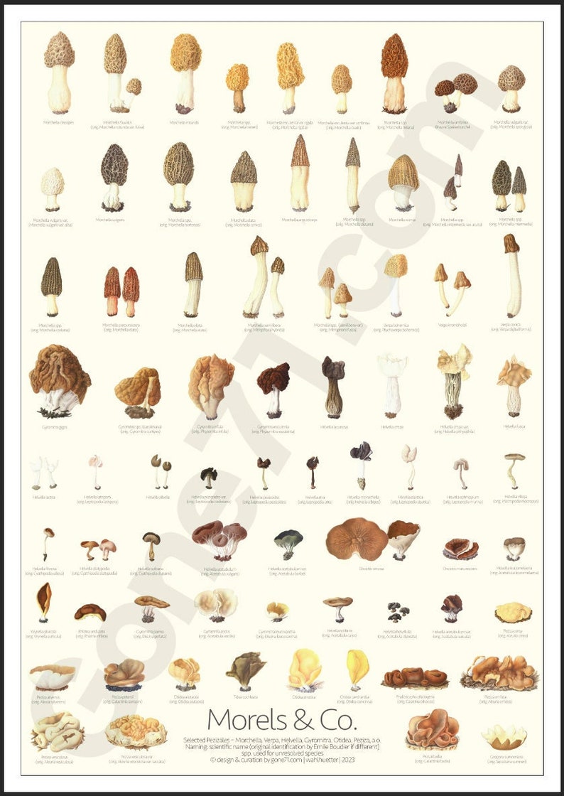 Morels & Co Poster | (morchella, Verpa, Helvella, Gyromitra, Otidea ...