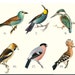 Scandinavian Birds Poster | Ornitology Poster | High Res Digital ...