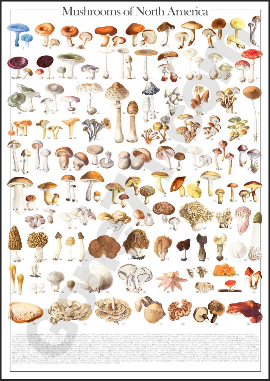 Mushrooms of North America (digital Poster) | (morchella, Helvella ...