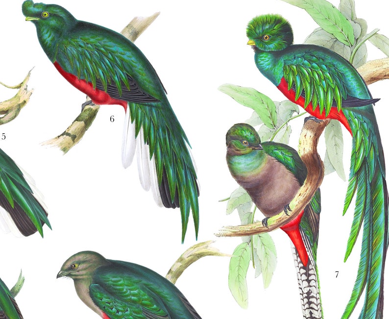 Trogonidae | Trogons & Quetzals | Bird Poster | Ornithology | Birds of ...