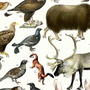 Scandinavian Wildlife | Skandinavische Wildtiere | Skandinavisk Vild ...