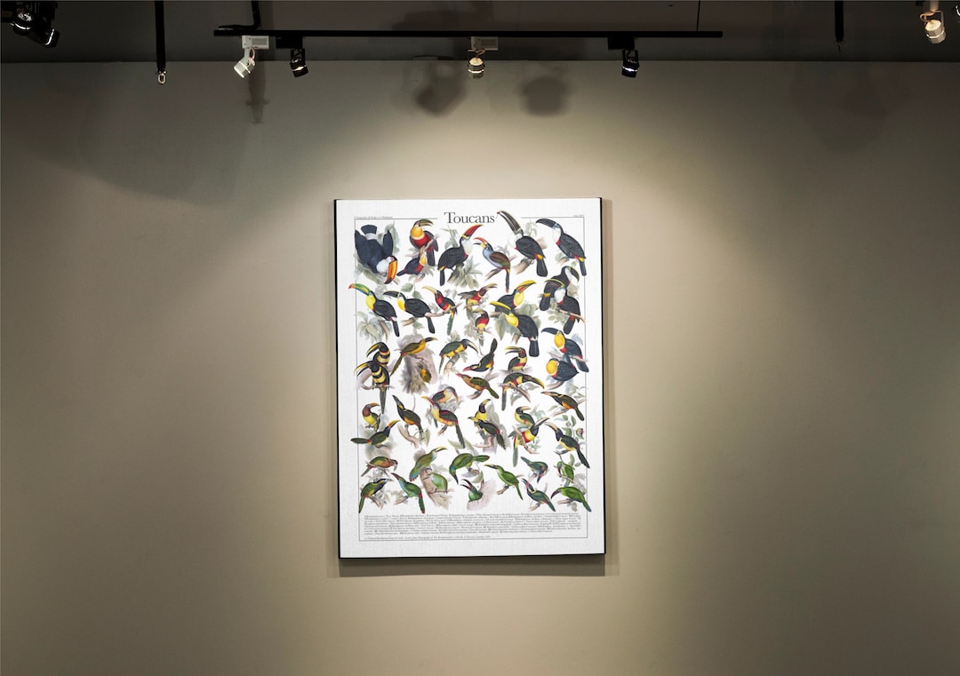 Symphony of Toucans | ramphastidae | Digital Poster | DIN A1 (23.4 X 33 ...