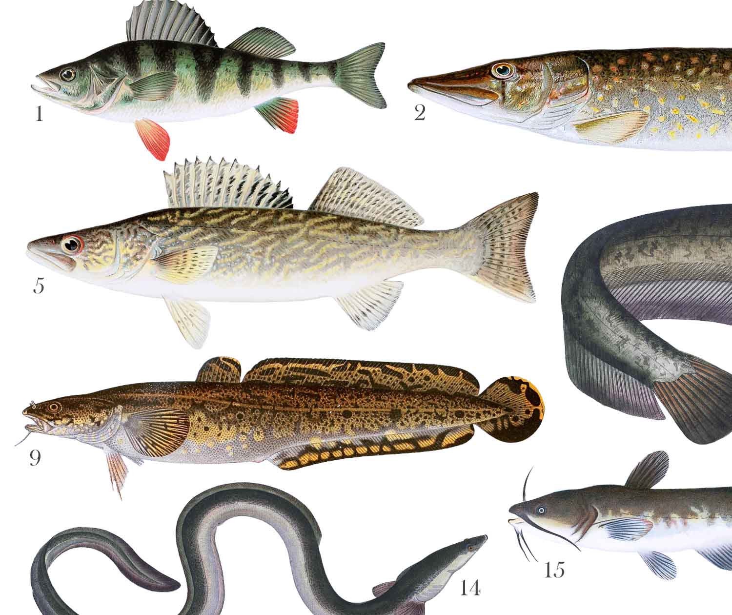 Skandinaviska Fiskar | Scandinavian Fish | Skandinavische Fische ...