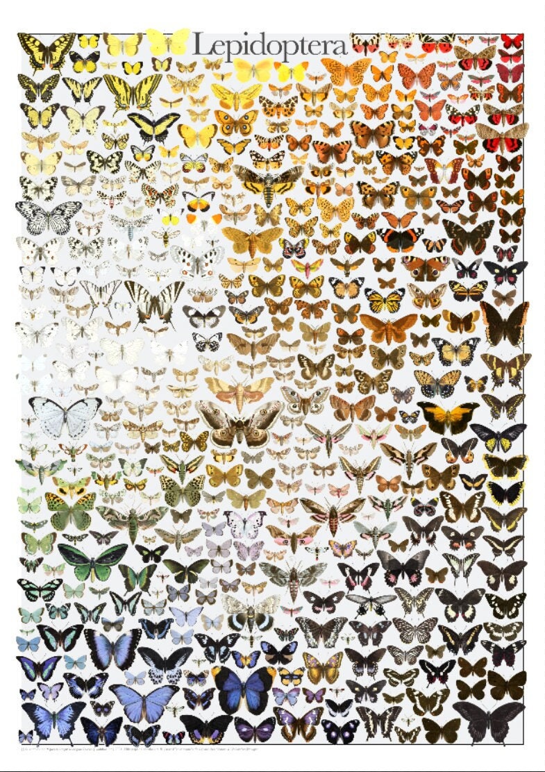 Butterfly Spectrum Lepidoptera Digital Poster peacock - Etsy