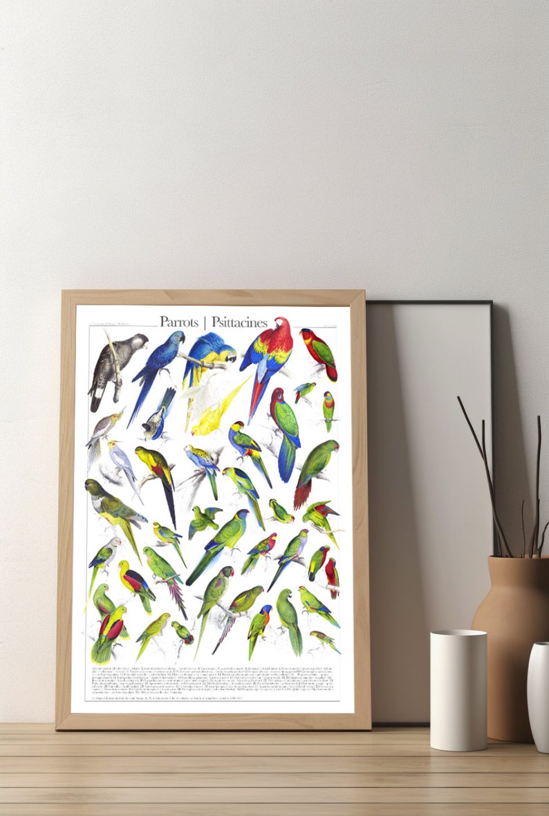 Parrot Chorus: Psittacine Diversity | Parrot Chart (parakeets ...