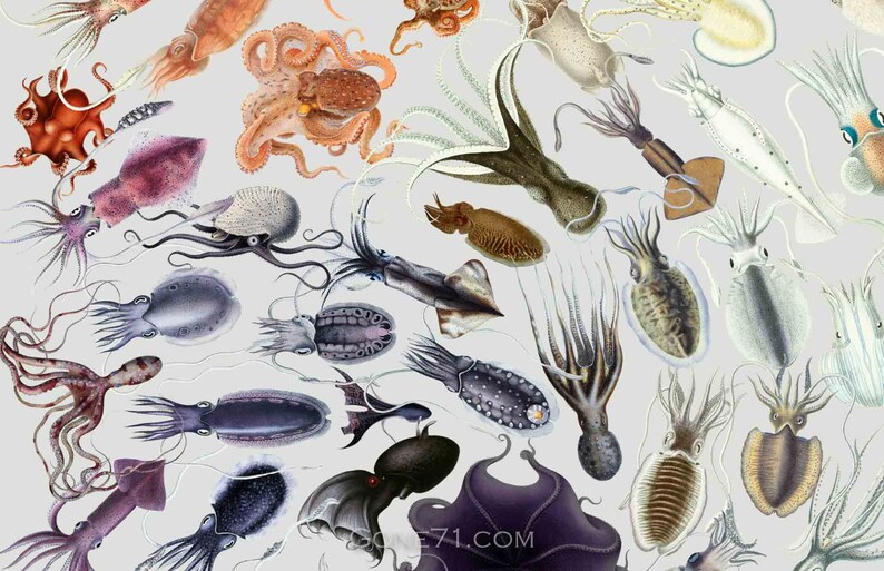 Cephalopoda (octopus) | Digital Poster | high Resolution Download - Etsy