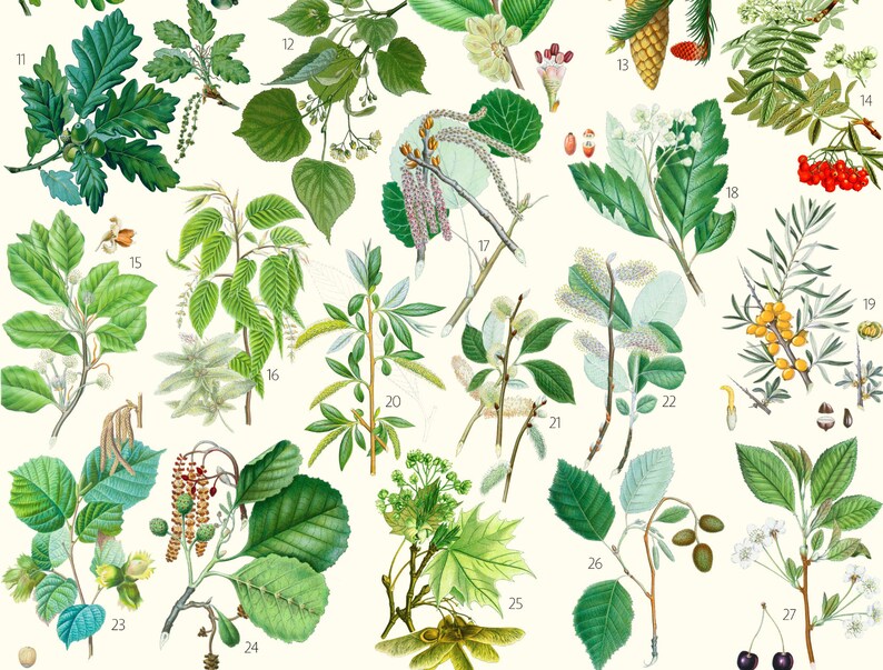 Trees of Northern Europe - Etsy
