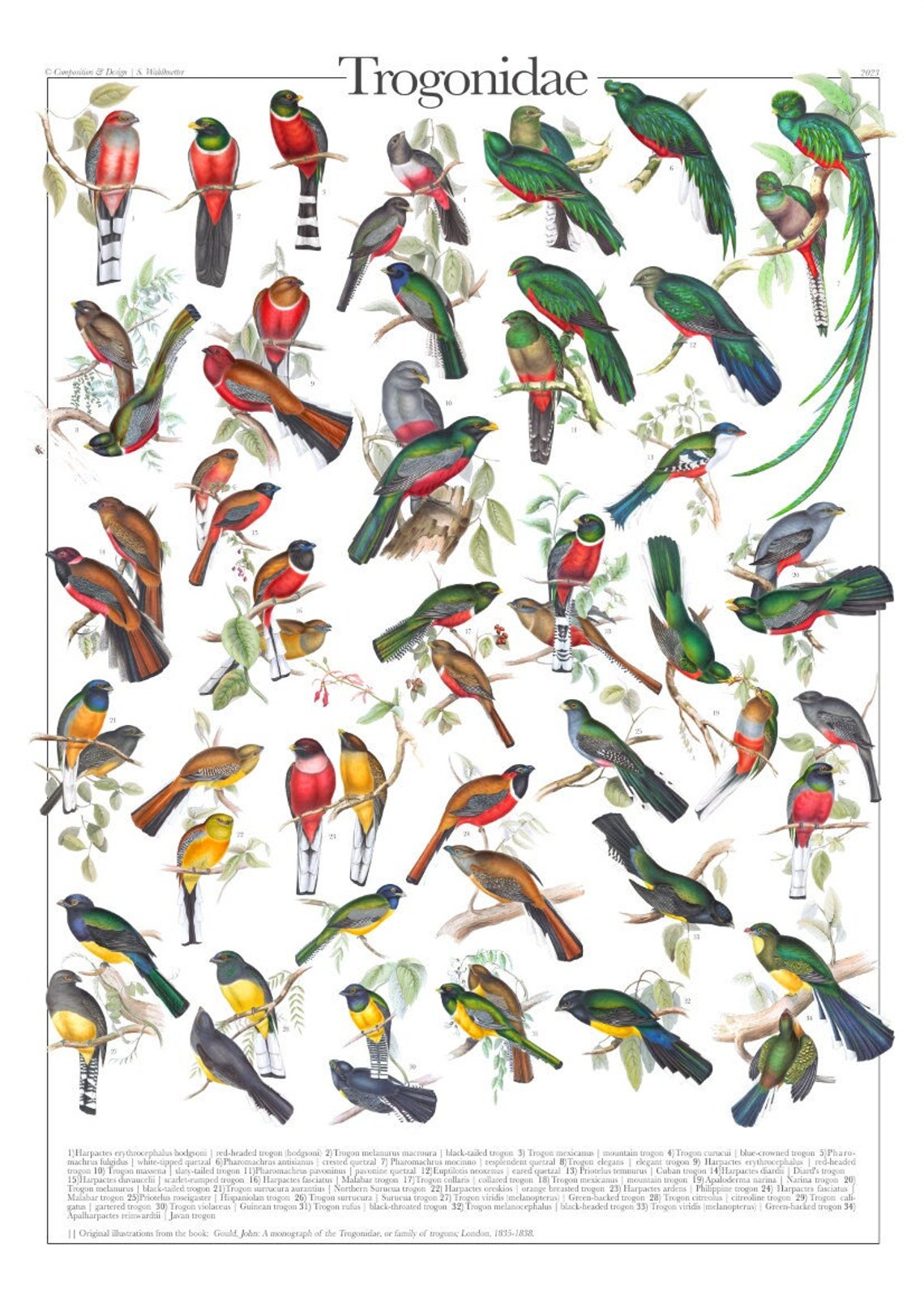 Trogonidae | Trogons & Quetzals | Bird Poster | Ornithology | Birds of ...