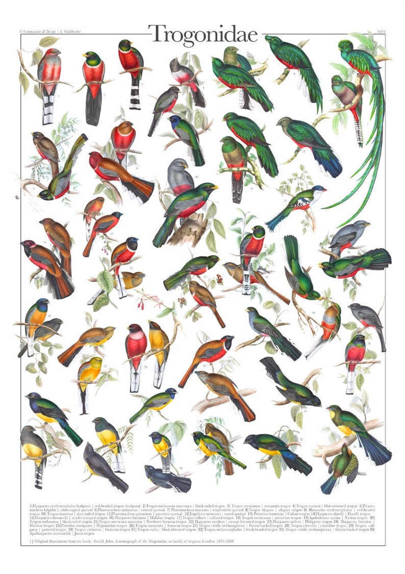 Trogonidae | Trogons & Quetzals | Bird Poster | Ornithology | Birds of ...