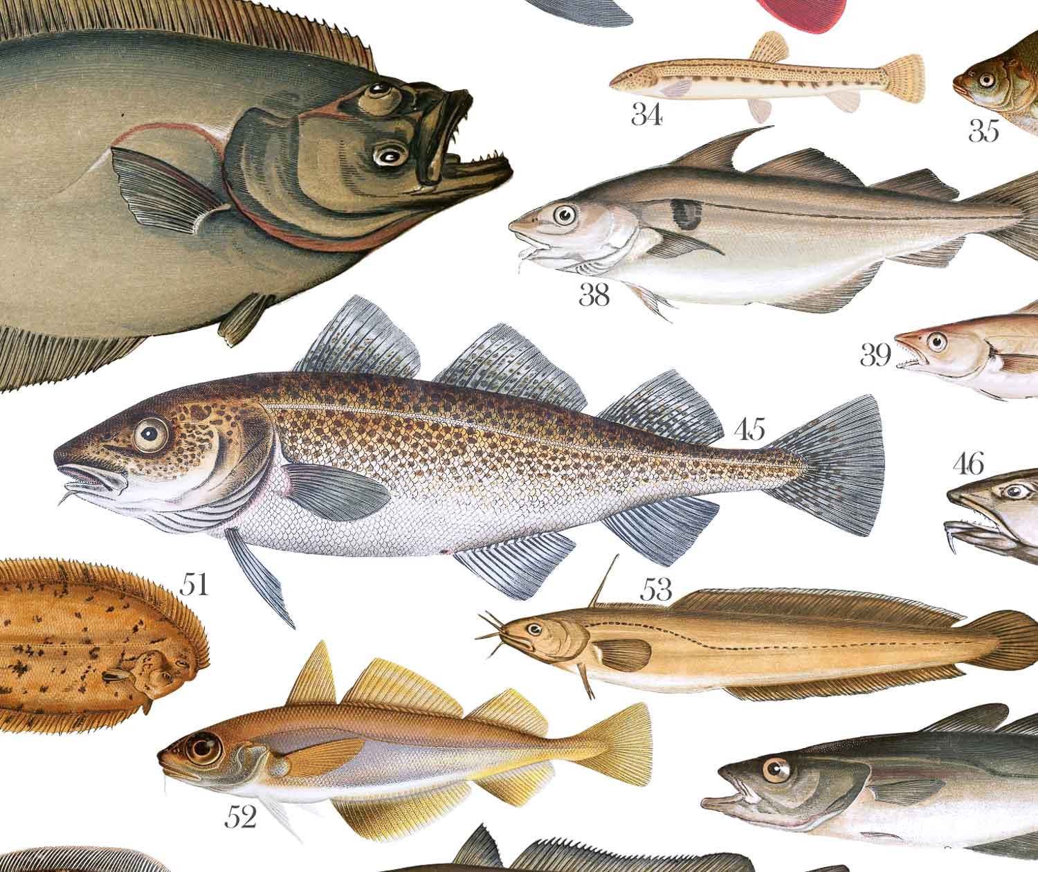 Skandinaviska Fiskar | Scandinavian Fish | Skandinavische Fische ...