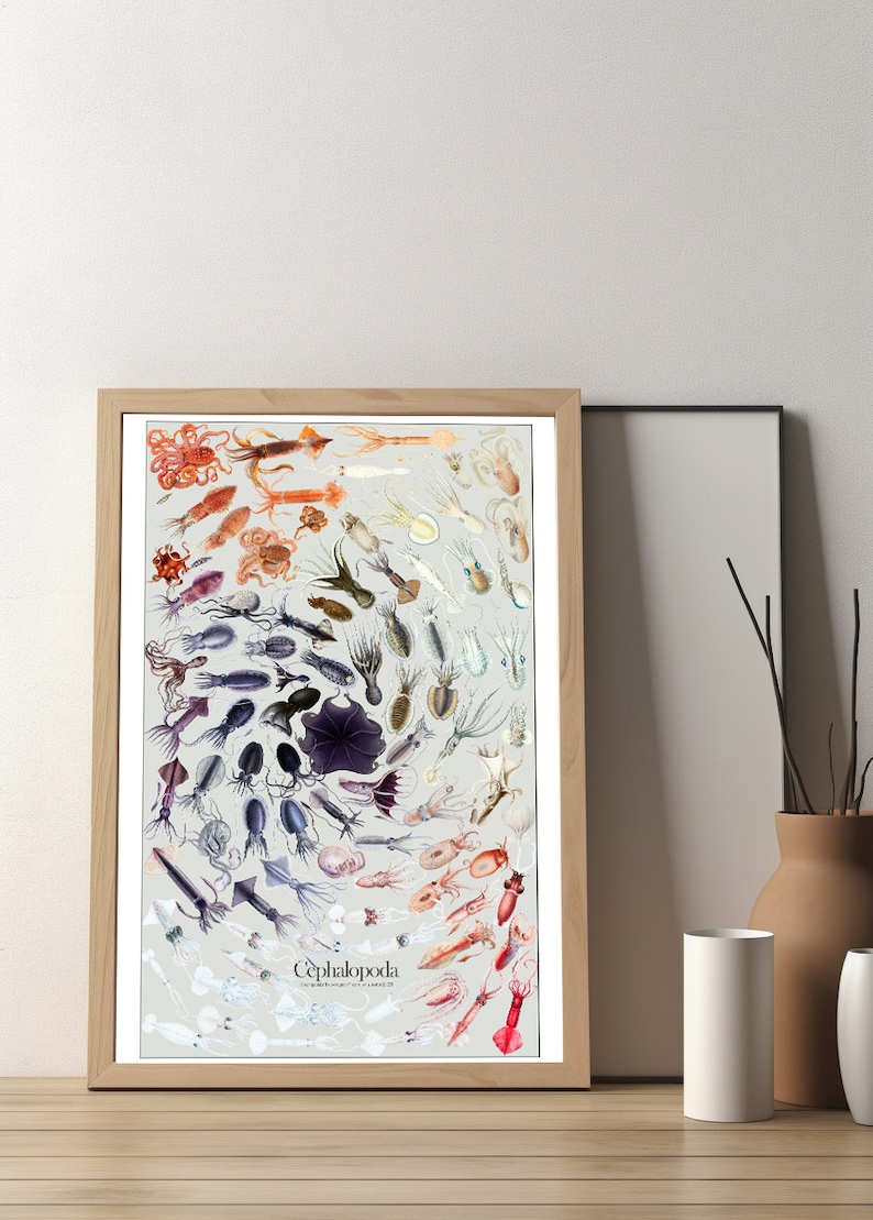 Cephalopoda (octopus) | Digital Poster | high Resolution Download - Etsy