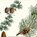 Trees of Northern Europe - Etsy