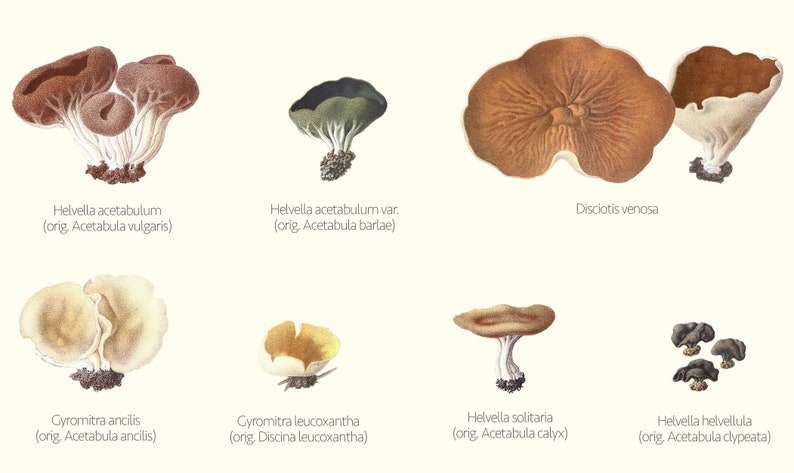 Morels & Co Poster | (morchella, Verpa, Helvella, Gyromitra, Otidea ...