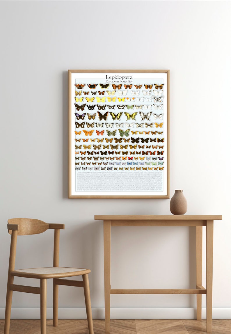 European Butterflies | Lepidoptera | Digital Poster (peacock, Admiral ...