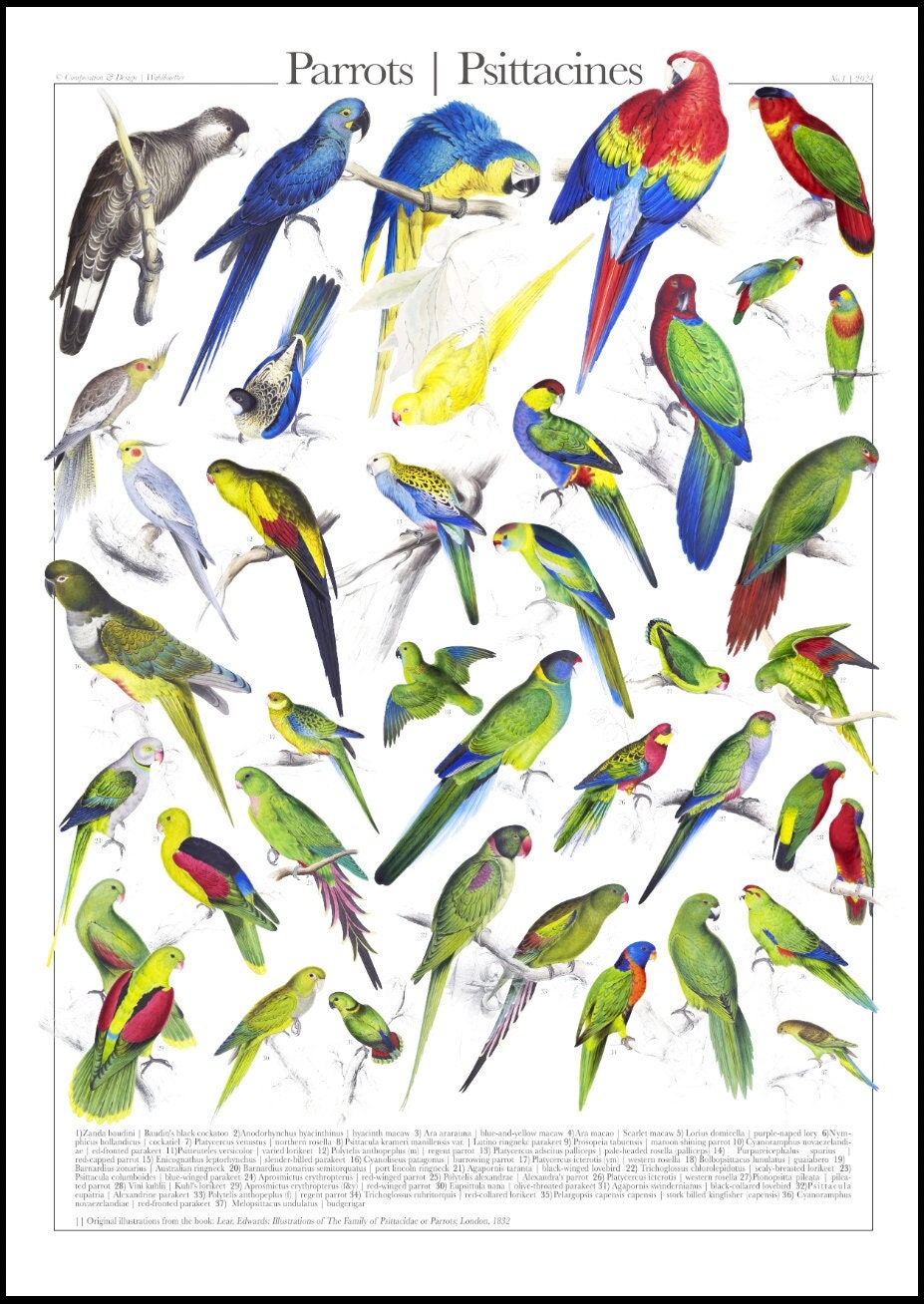 Parrot Chorus: Psittacine Diversity | Parrot Chart (parakeets ...