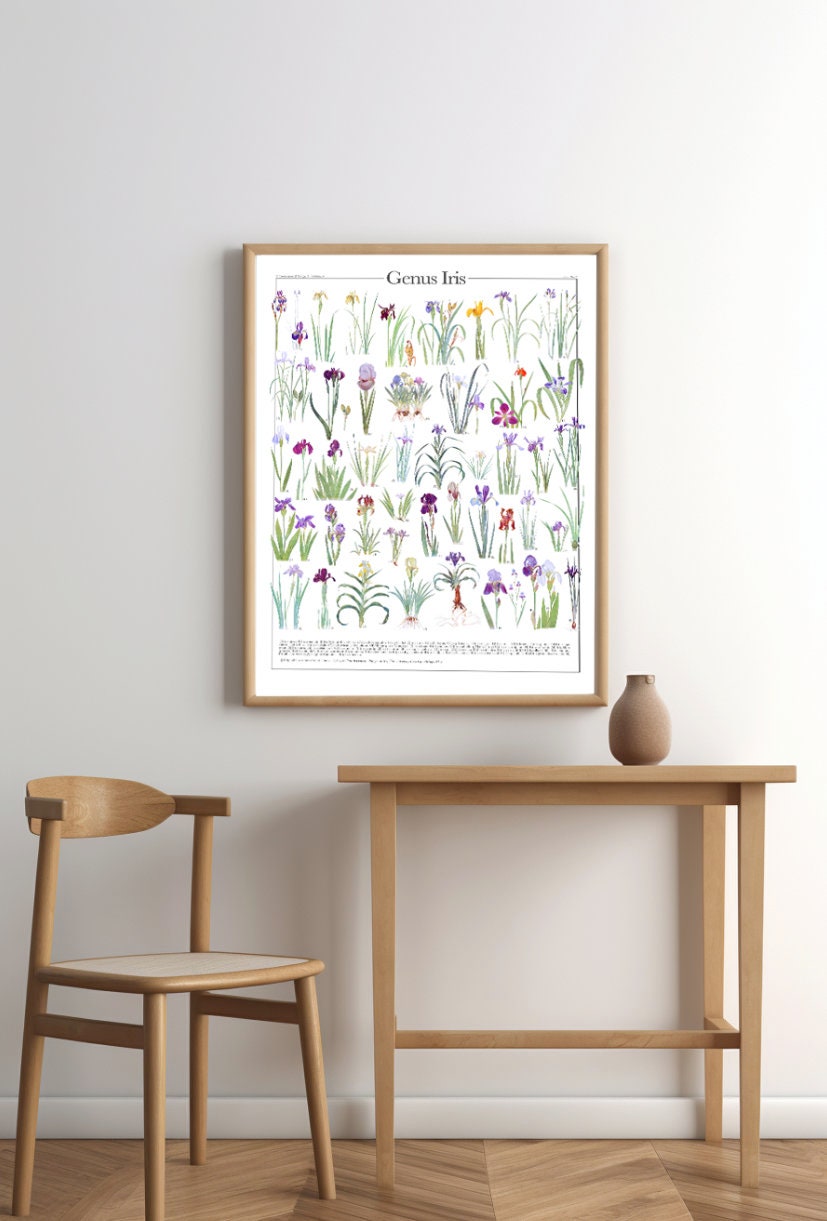 Genus Iris (flowers) | Digital Poster | DIN A1 (23.4 X 33.1 Inches) - Etsy