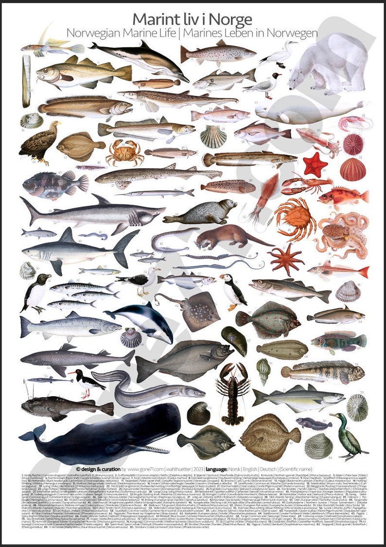 Marine Life in Norway - Etsy