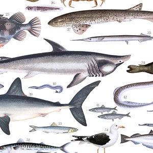 Marine Life in Norway - Etsy