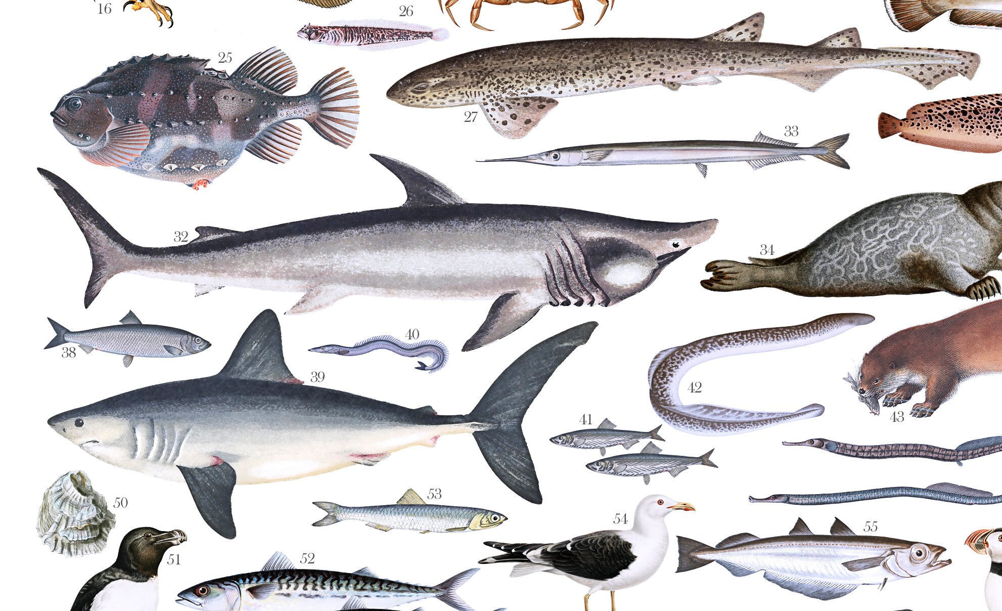 Marine Life in Norway - Etsy