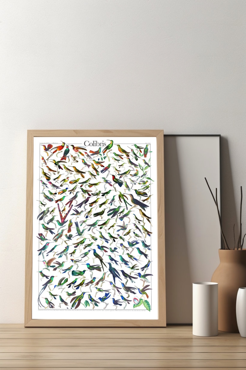 Colibris | Hummingbirds | Trochilidae: (digital Poster) | DIN A1 ...